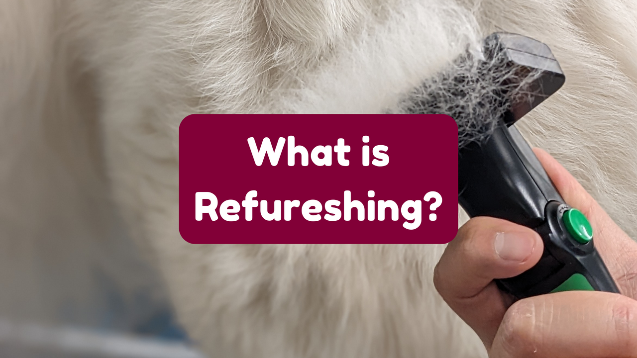 Refureshing Your Pet: The Art of Deshedding for a Happier, Healthier C