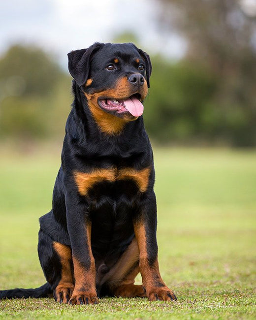 Rottweiler shedding? Grooming double-coated Rottweilers – Refuresh