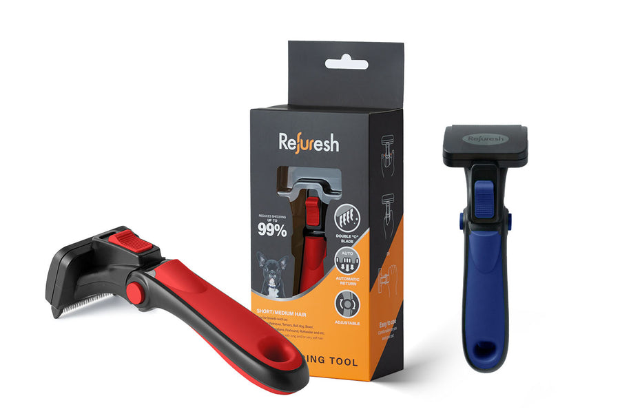 Chihuahua – Refuresh